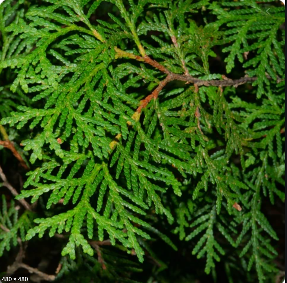 Cedar Trees – Niagara Tree Company