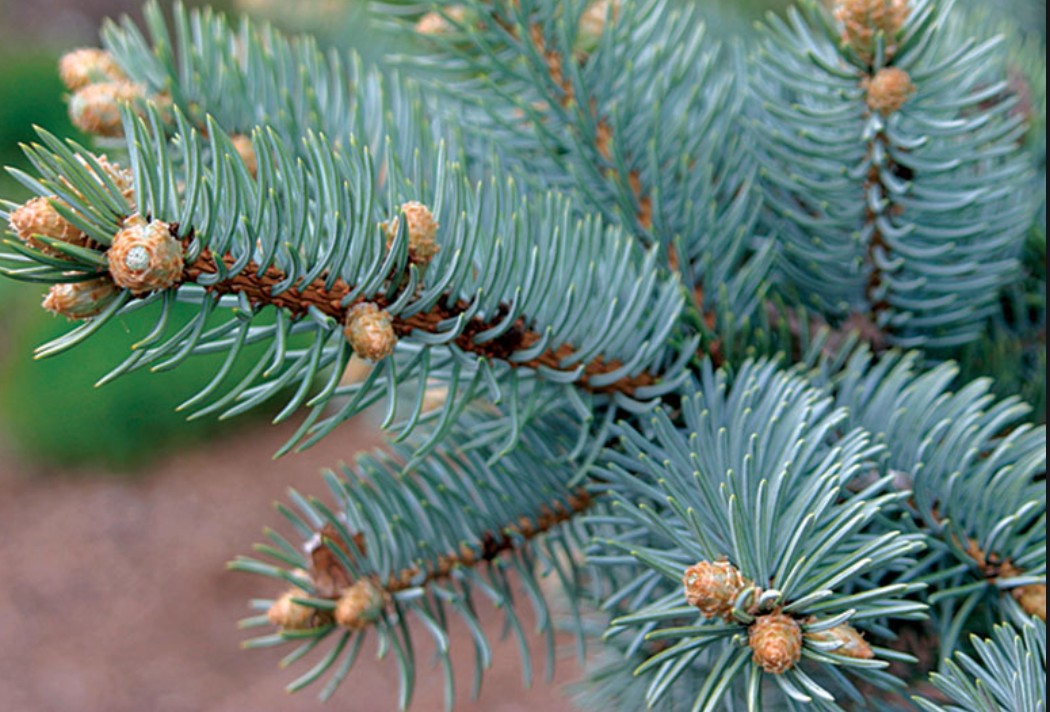 Spruce Trees – Niagara Tree Company