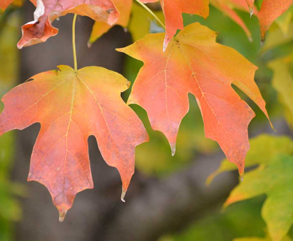 Maple Trees – Niagara Tree Company