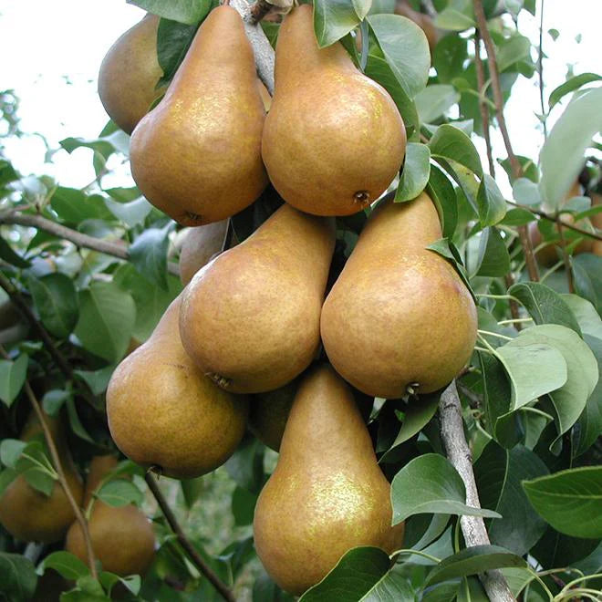 Bosc Pear Tree – Niagara Tree Company