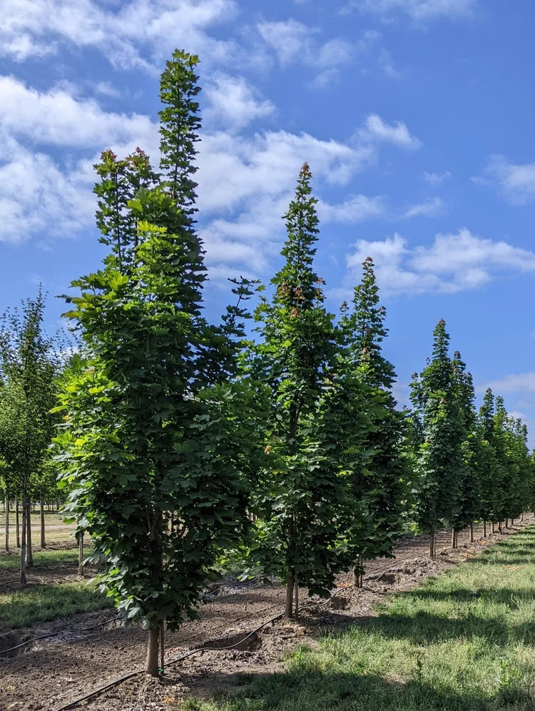 Columnar Norway Maple – Niagara Tree Company