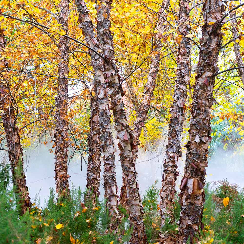 Heritage River Birch Tree (Single Stem) – Niagara Tree Company