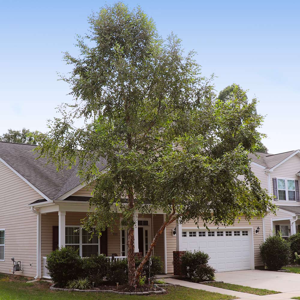 Heritage River Birch Tree (Single Stem) – Niagara Tree Company