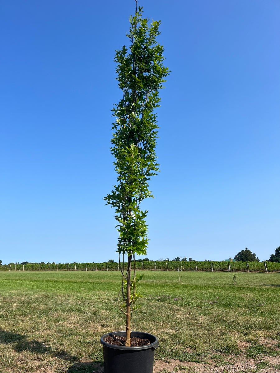 Green Pillar Oak – Niagara Tree Company