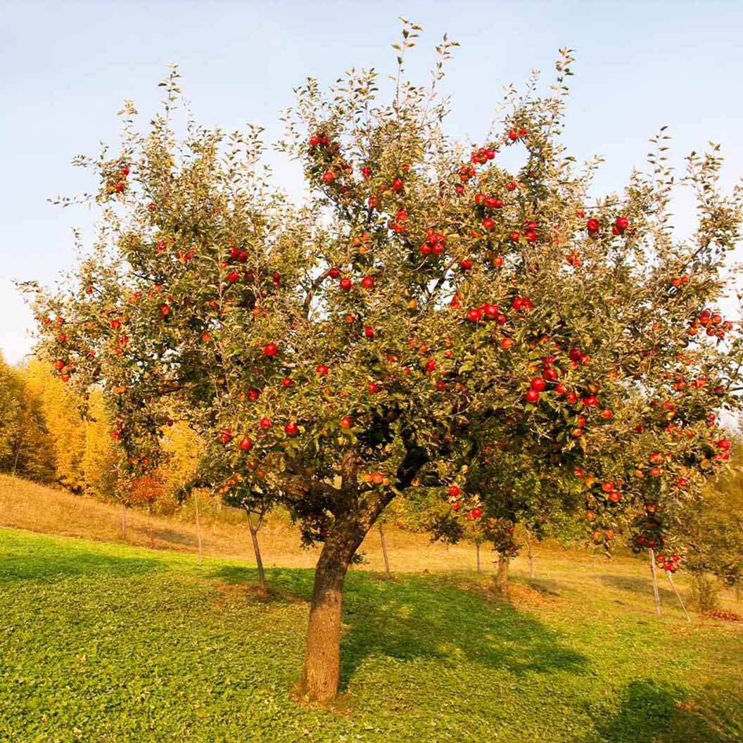 Red Delicious Apple Tree – Niagara Tree Company