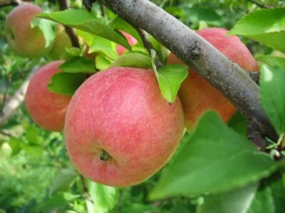 Red Gala Apple Trees – Niagara Tree Company