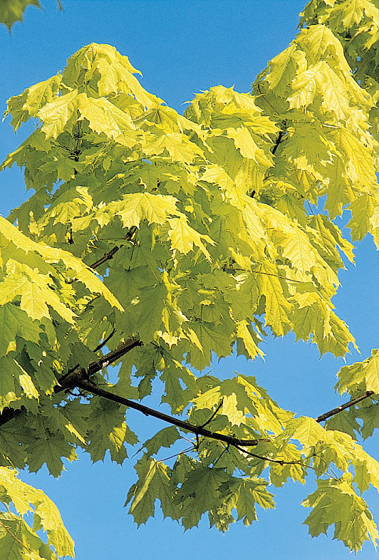 Princeton Gold Maple – Niagara Tree Company