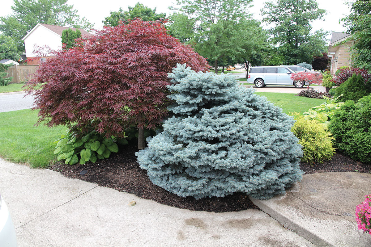 Thume Blue Spruce – Niagara Tree Company