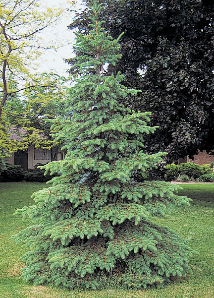 Colorado Blue Spruce – Niagara Tree Company
