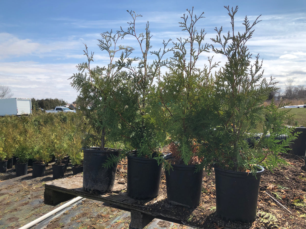 Eastern White Cedar Tree – Niagara Tree Company