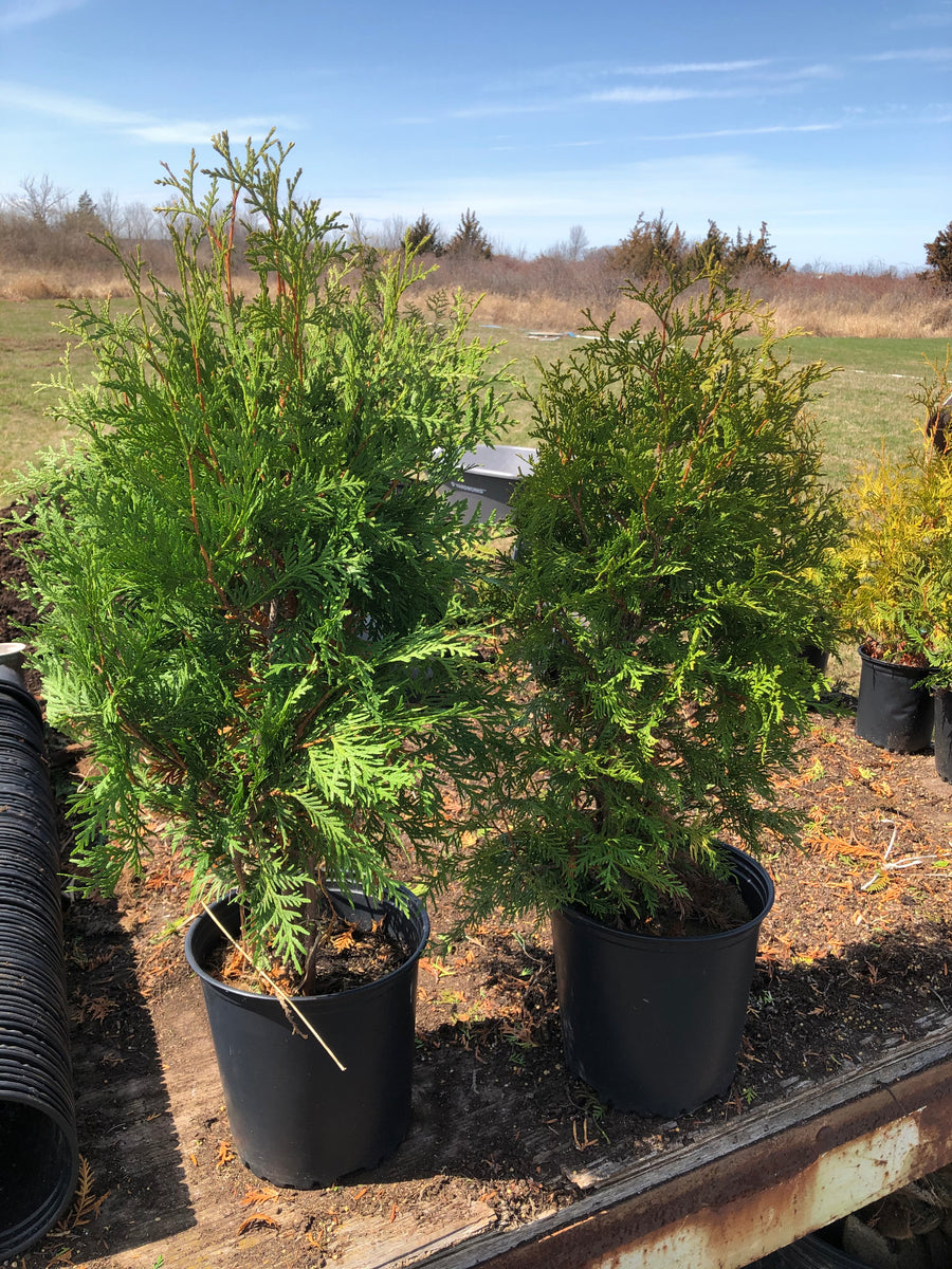 Eastern White Cedar Tree – Niagara Tree Company