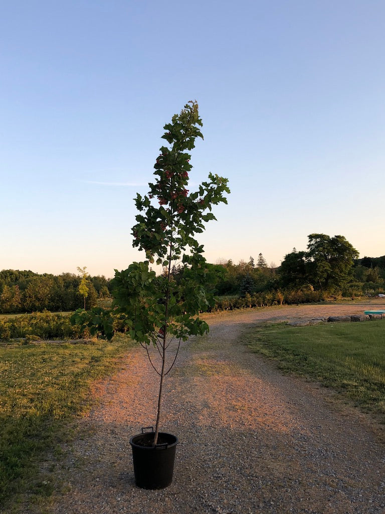 Hot Wing Maple – Niagara Tree Company