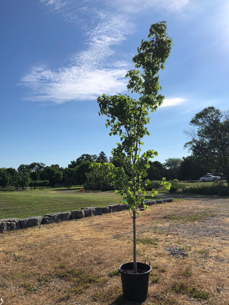 Brandywine Maple – Niagara Tree Company