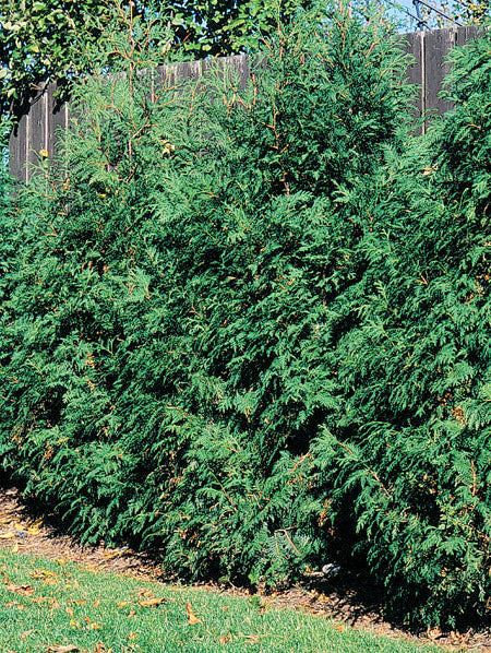 Black Cedar Tree – Niagara Tree Company